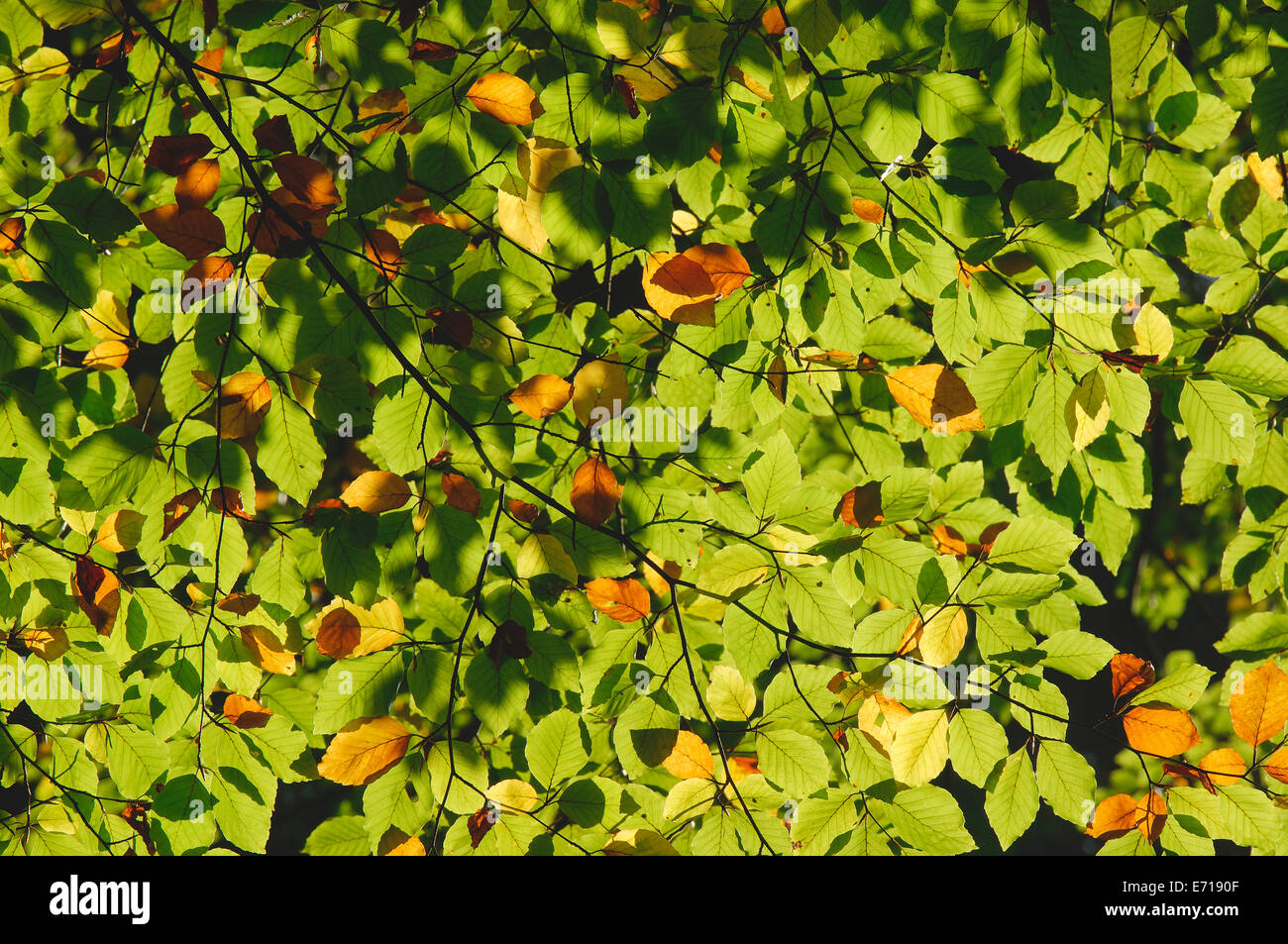 Branch of beech tree leaves Stock Photo - Alamy