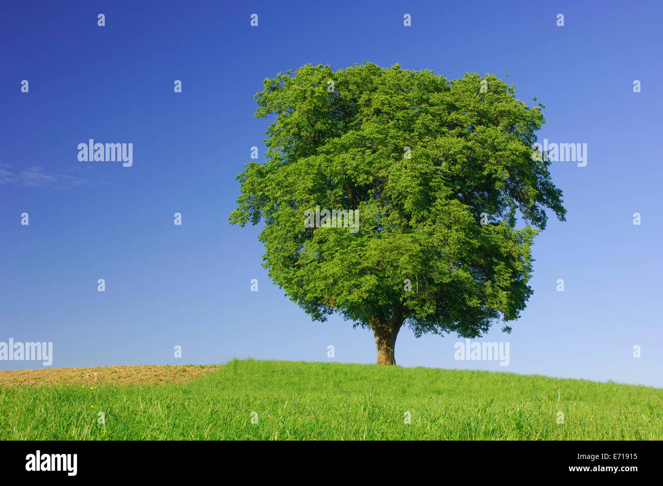 Spring growth on beech tree hi-res stock photography and images - Alamy