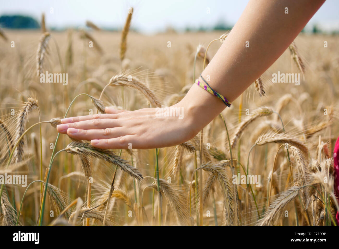 Hand of a young woman touching spikes in a grain field, close-up Stock ...