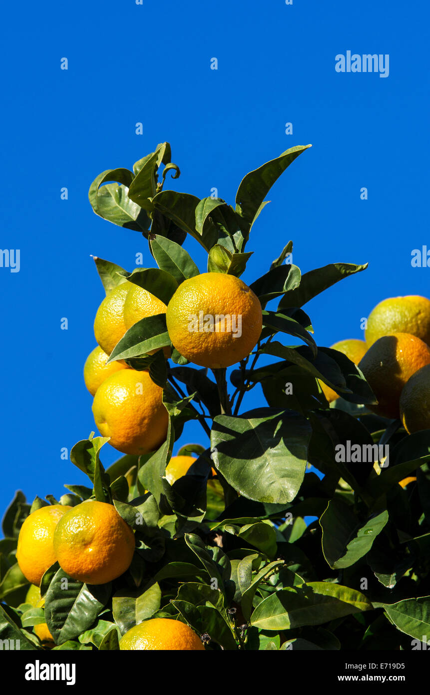 Spain, Balearic Islands, Mallorca, Valldemossa, Orange tree Stock Photo ...