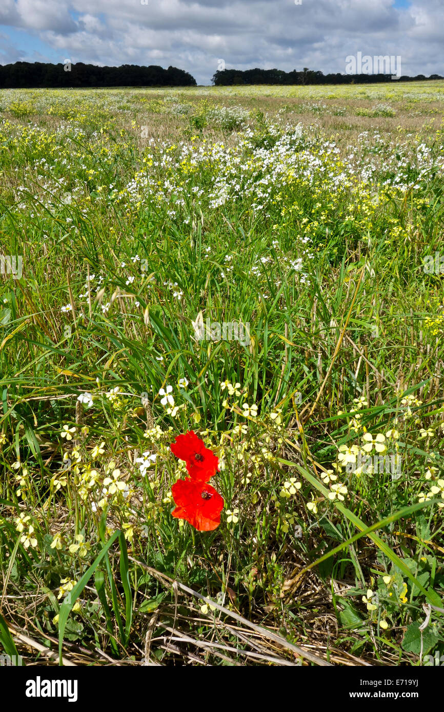 Wild flowers in farm field Stock Photo - Alamy