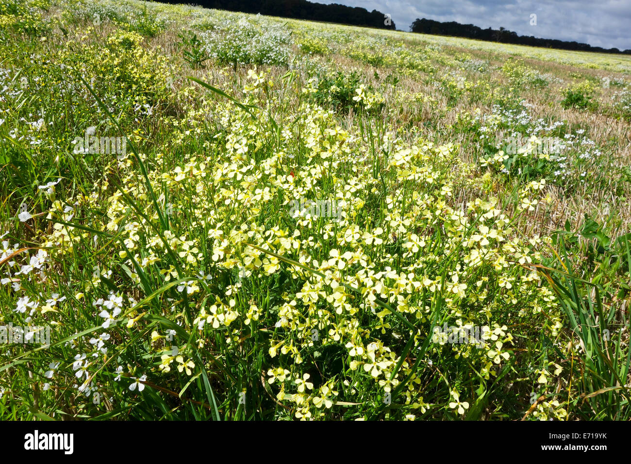 Wild flowers in farm field Stock Photo - Alamy