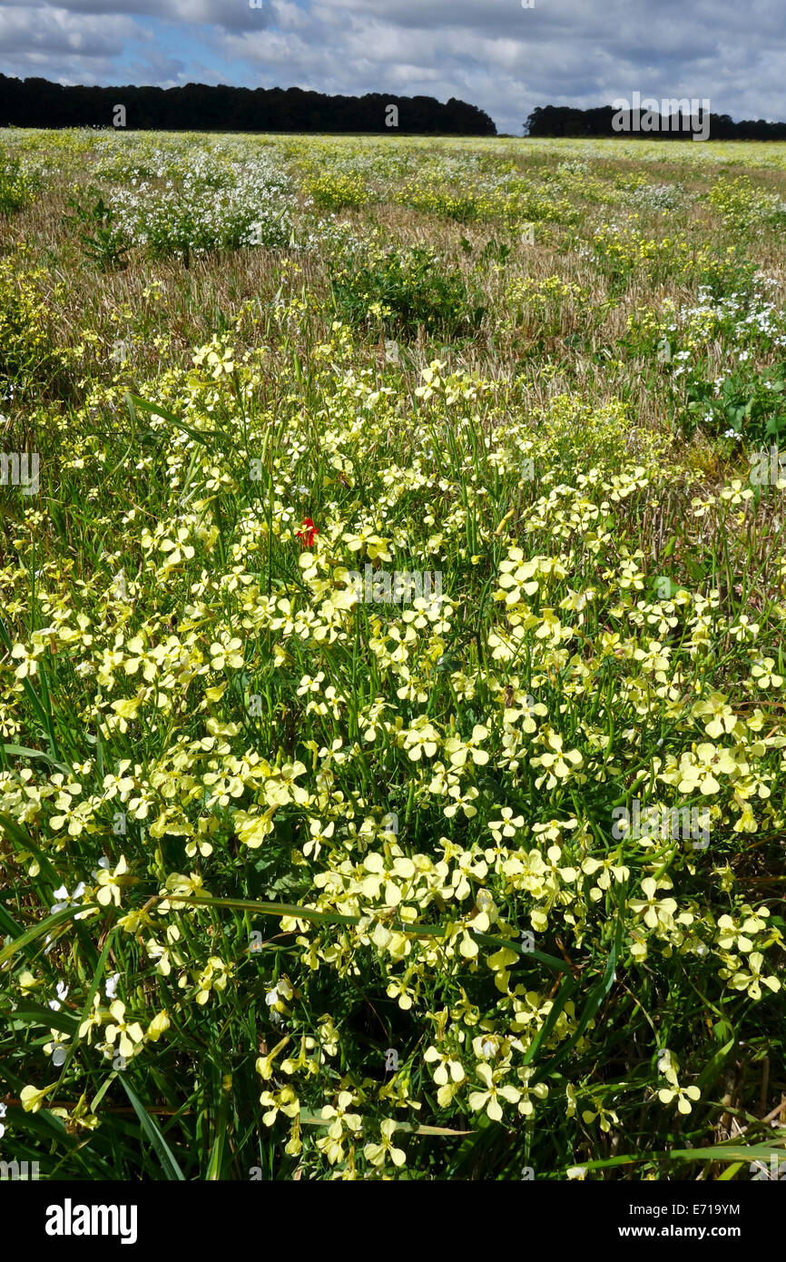 Wild flowers in farm field Stock Photo - Alamy