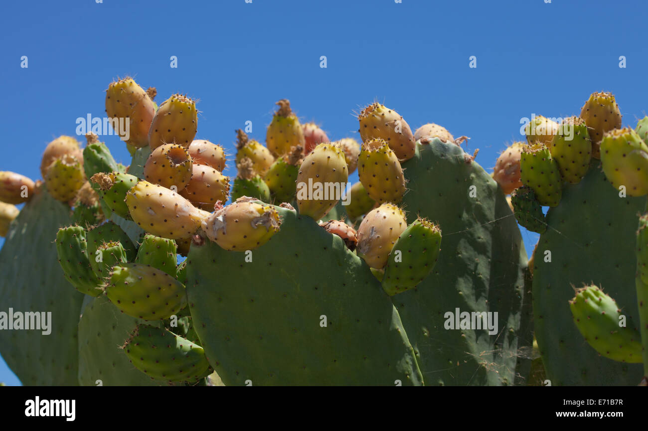 Fruit in sunshine hi-res stock photography and images - Alamy