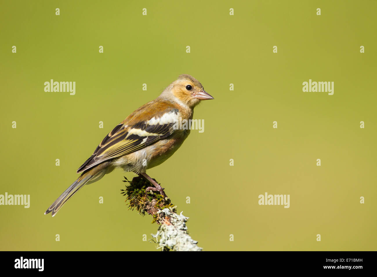 Juvenile Male Chaffinch (Fringilla coelebs) - UK Stock Photo - Alamy