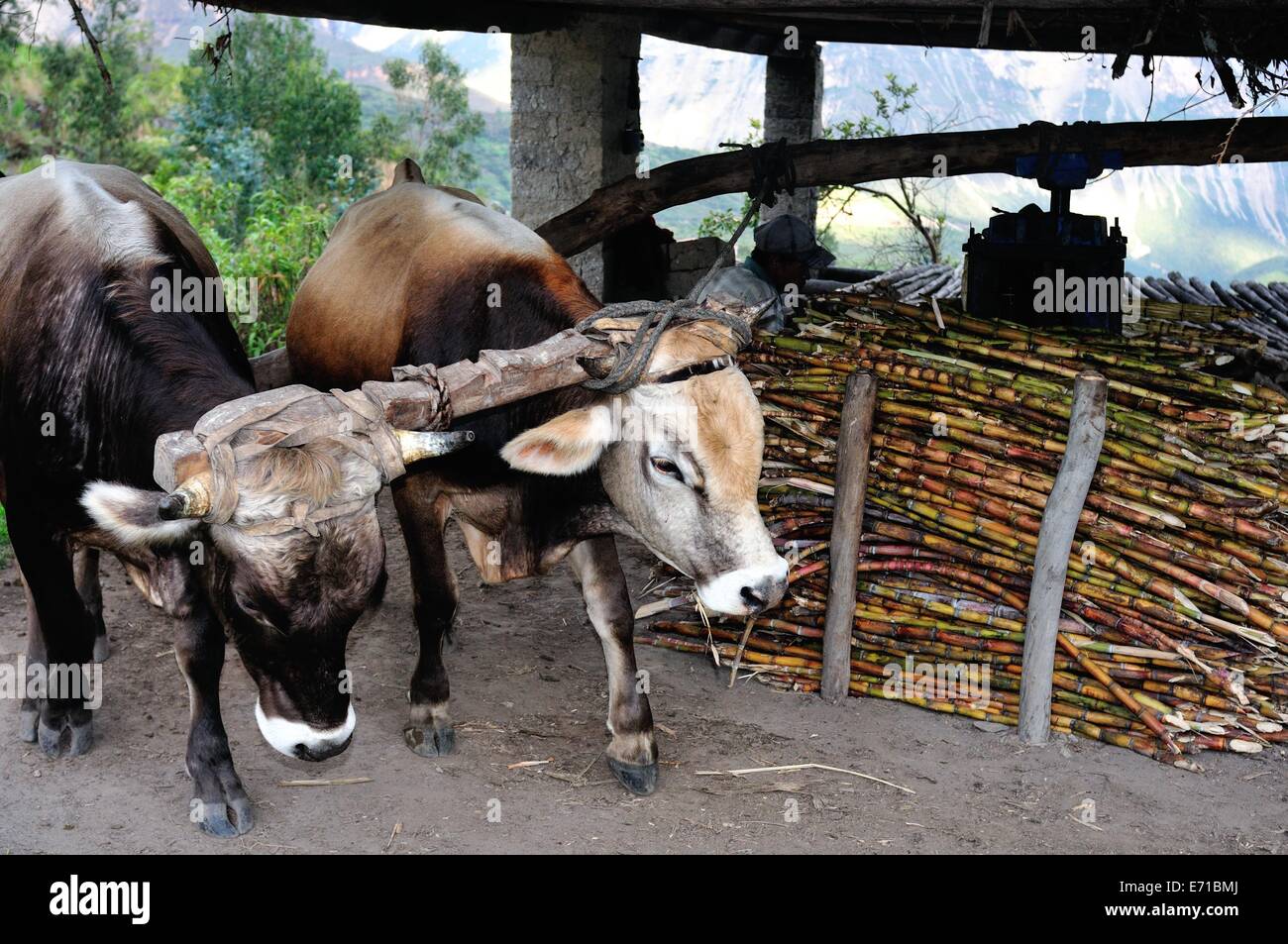 Trapiche - Make Guarapo ( Sugarcane juice ) near Gocta Waterfalls ...