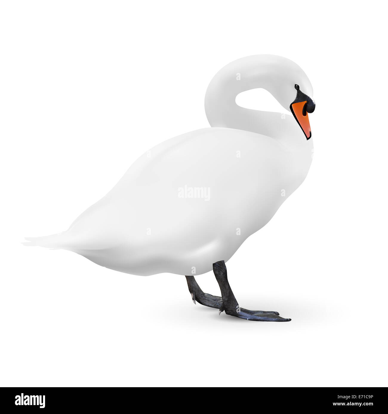 White swan isolated on white background with a shadow, image Stock ...