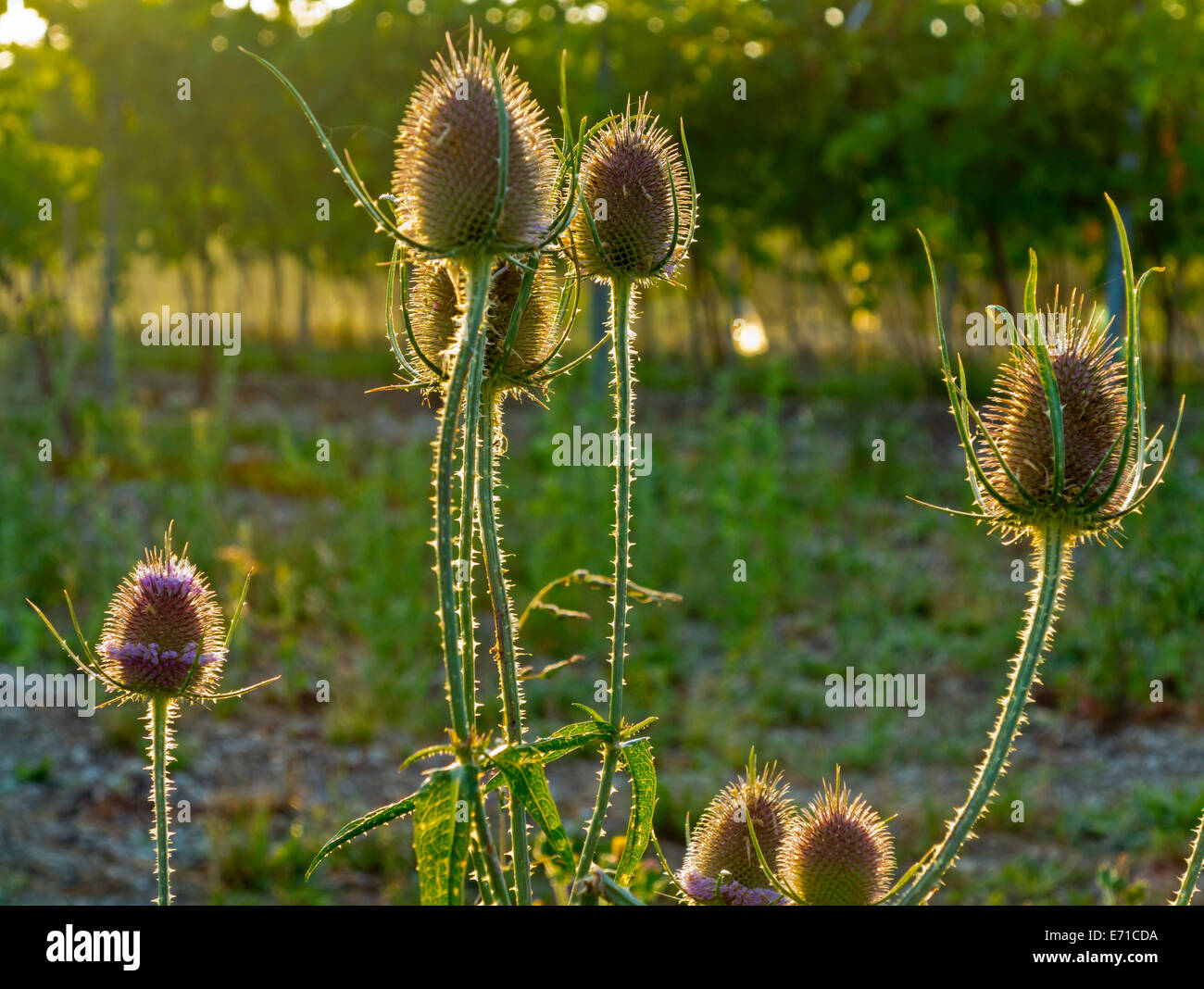 Dipsacus flowering plant in the family Caprifoliaceae known as teasel ...