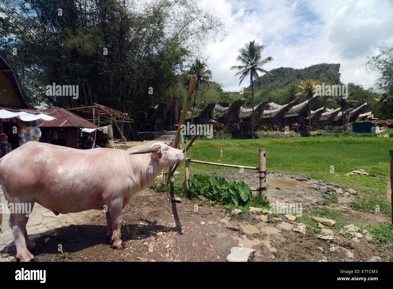 Toraja tribe hi-res stock photography and images - Alamy