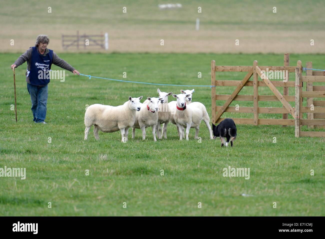 Fearn, Tain Scotland. 3rd Sept, 2014. World Sheepdog Trials 2014 ...