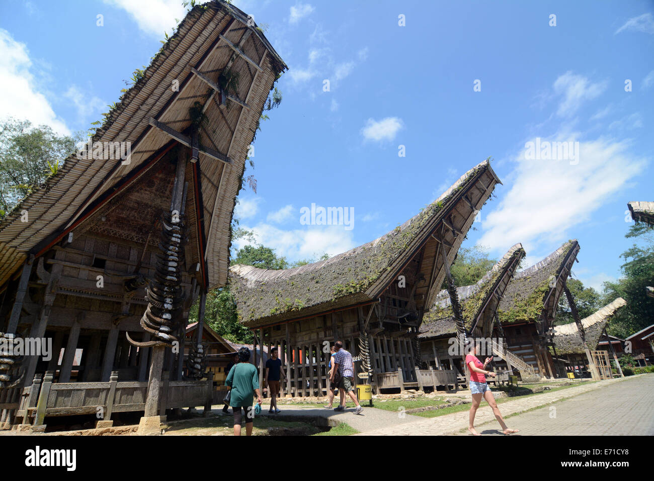 Toraja, Sulawesi Selatan, INDONESIA. 30th Aug, 2014. TORAJA, INDONESIA ...