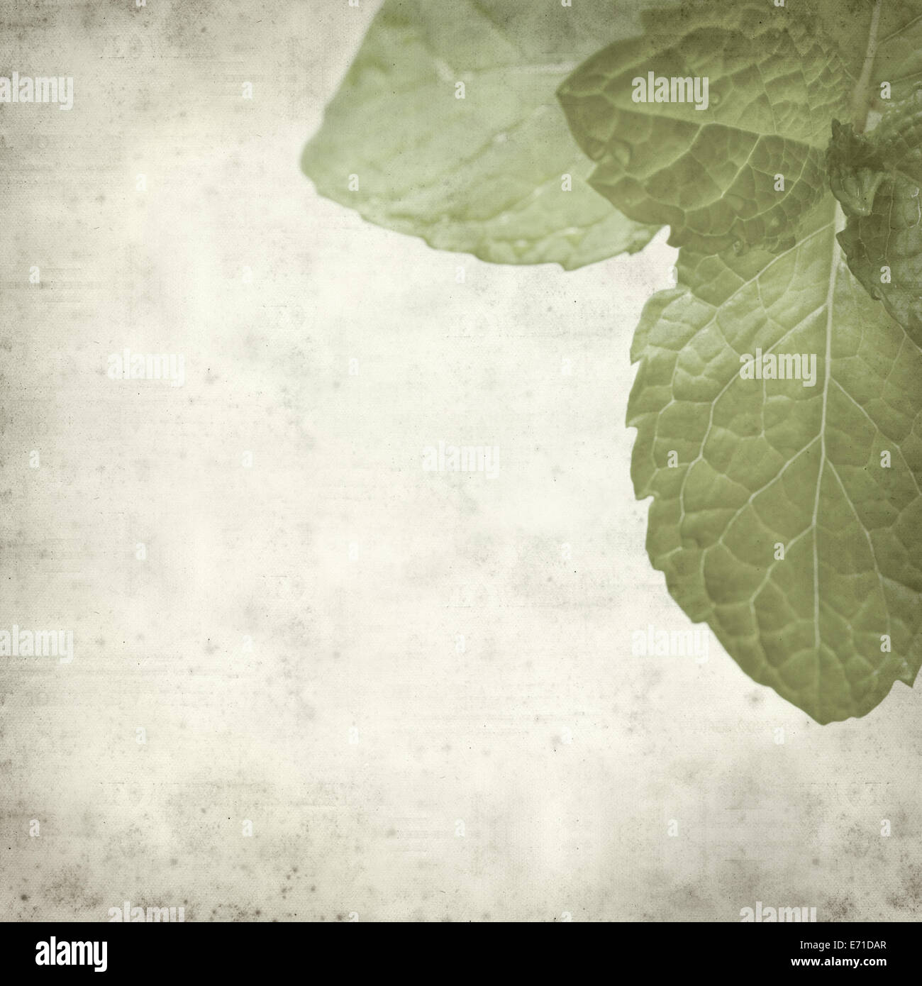 textured old paper background with mint Stock Photo - Alamy