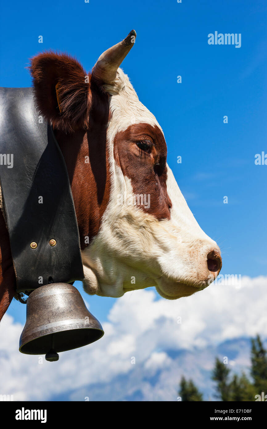 Brown alpine cow hi-res stock photography and images - Alamy