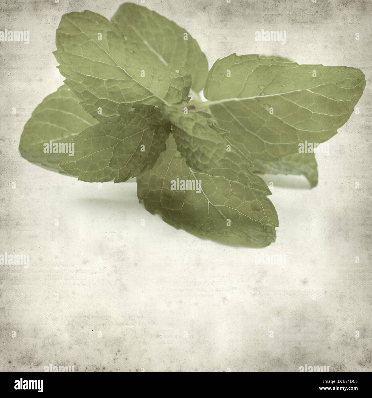 textured old paper background with mint Stock Photo - Alamy