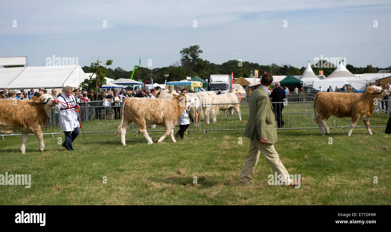 Judging the entries in the British Simmental heifer class at the ...