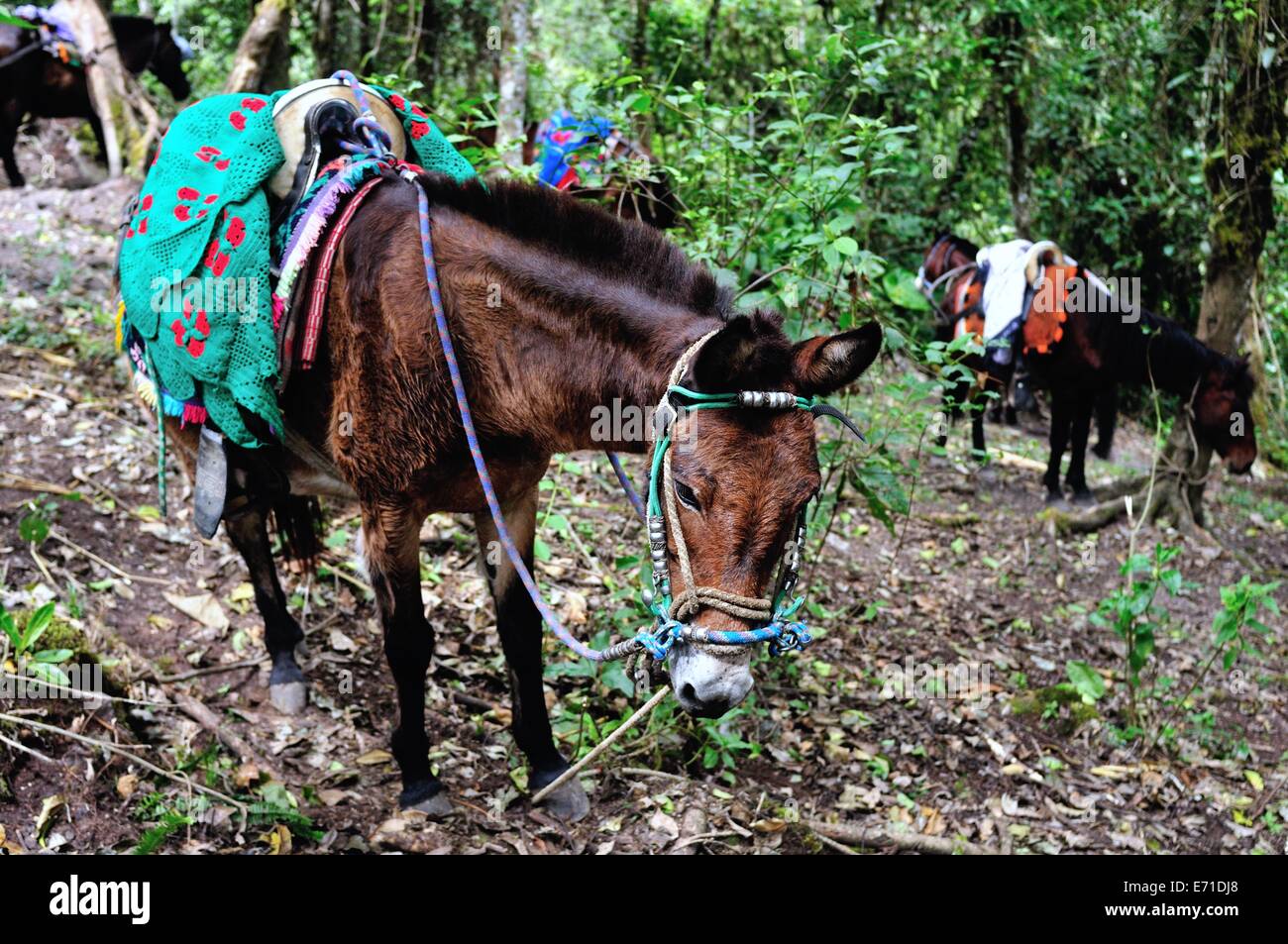 Mules with saddles hi-res stock photography and images - Alamy