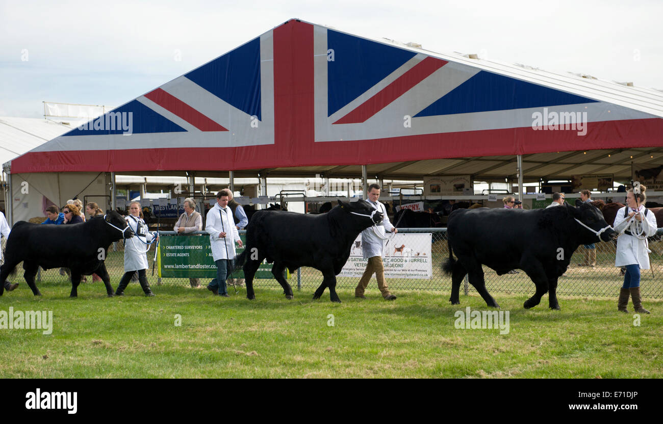 Entrants in the Aberdeen Angus bull class at the Edenbridge and Oxted ...
