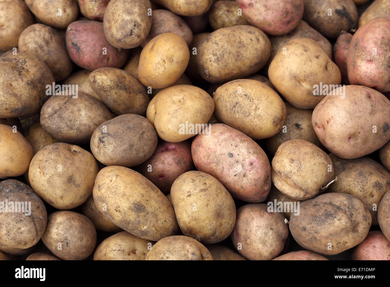 Fresh Potatoes. Closeup Stock Photo - Alamy