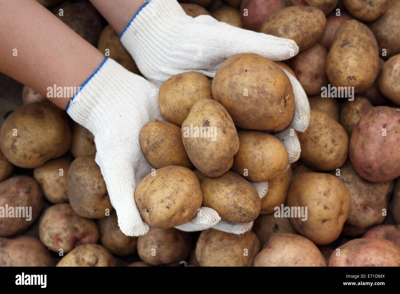 Fresh potatoes in hands over potatoes background. Closeup Stock Photo ...