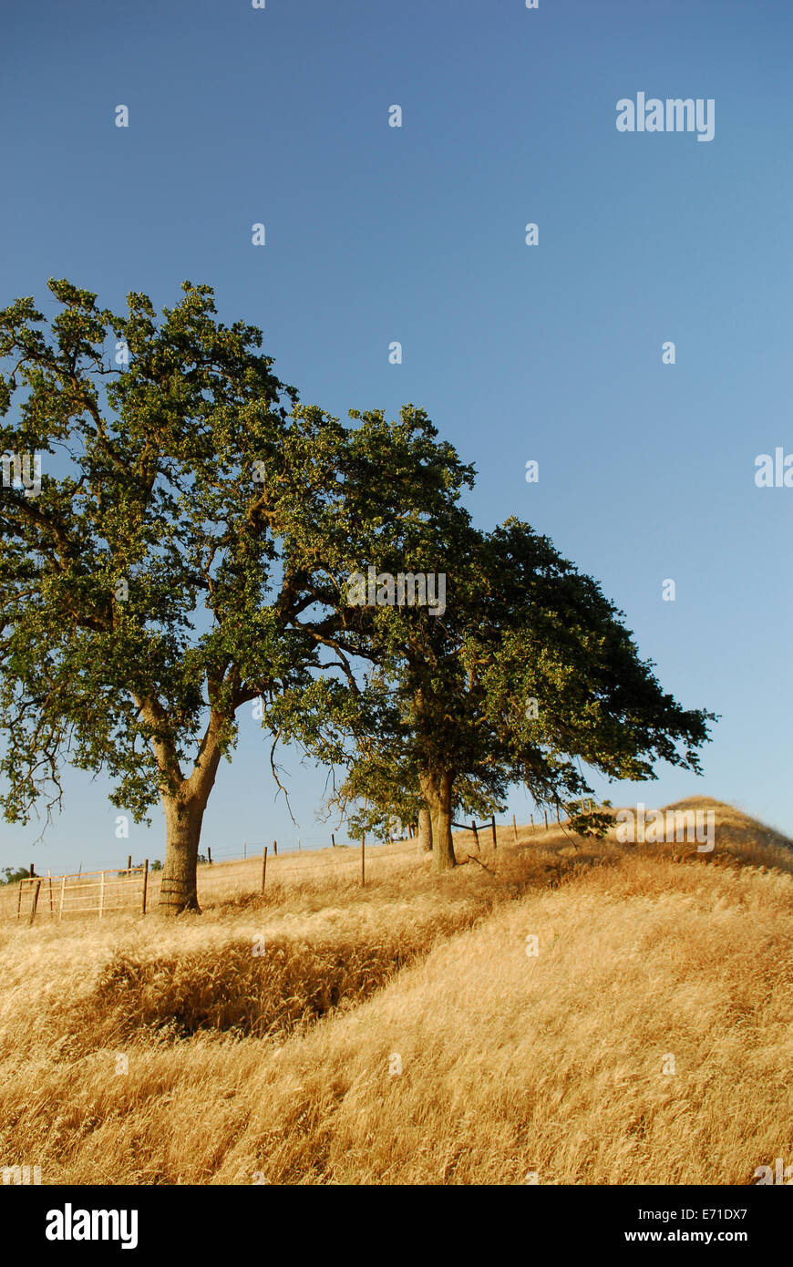 Large oak trees on the side of a hill in the long golden crops on a ...
