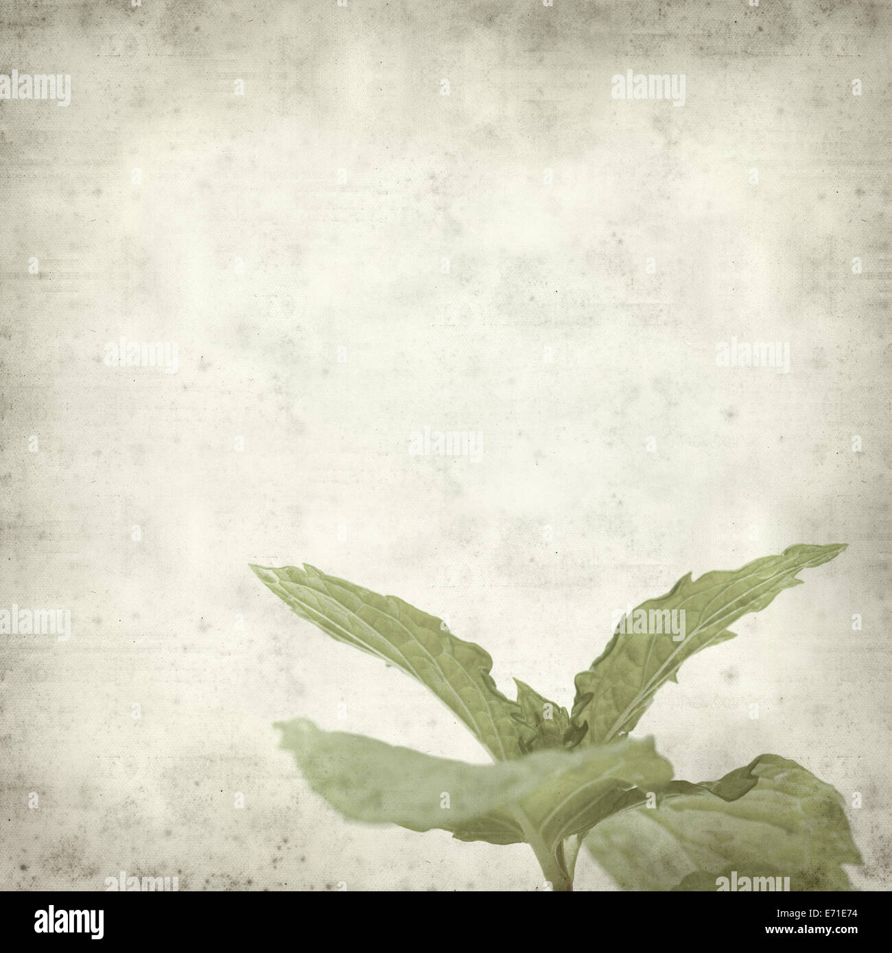 textured old paper background with mint Stock Photo - Alamy