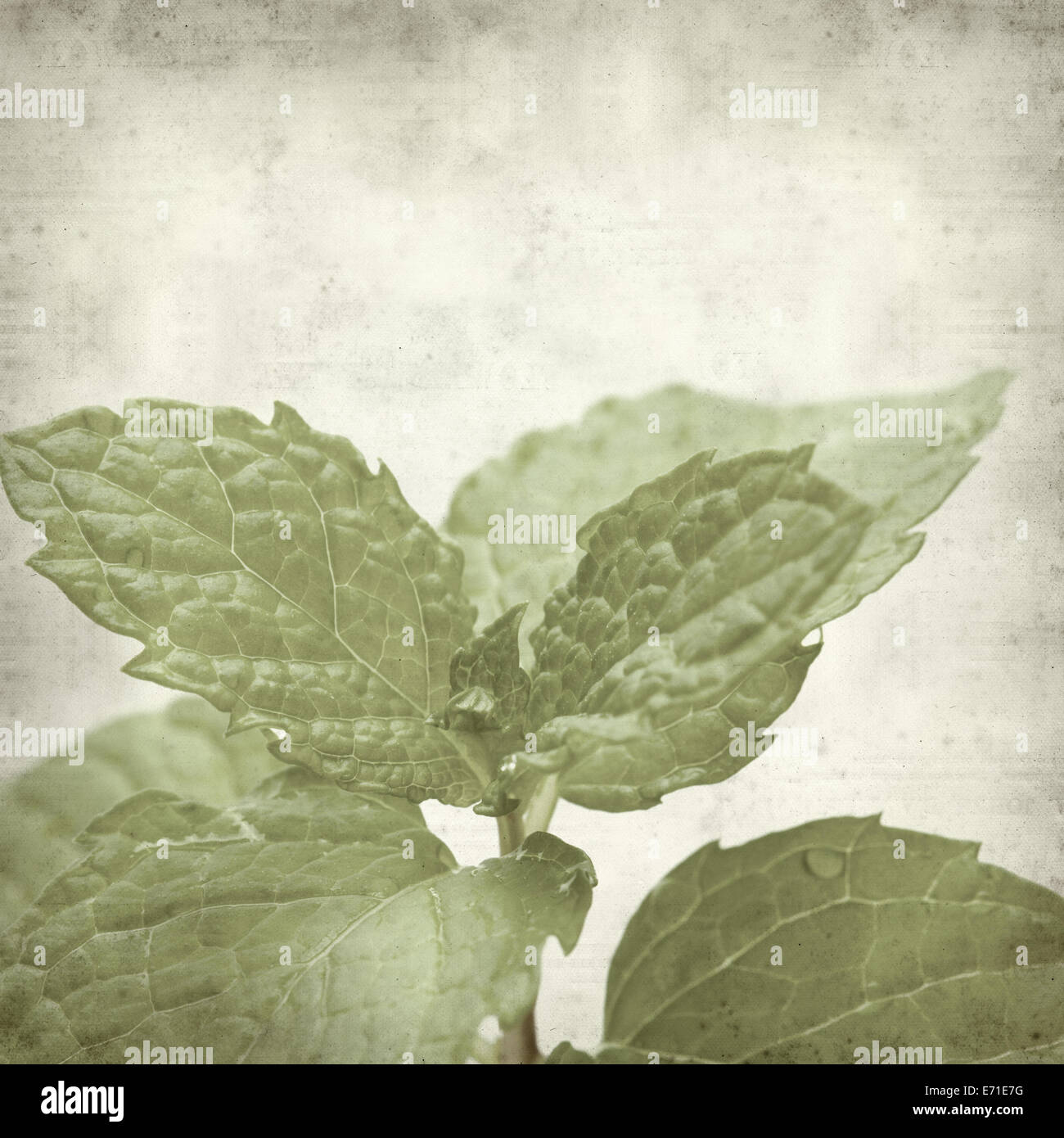 textured old paper background with mint Stock Photo - Alamy