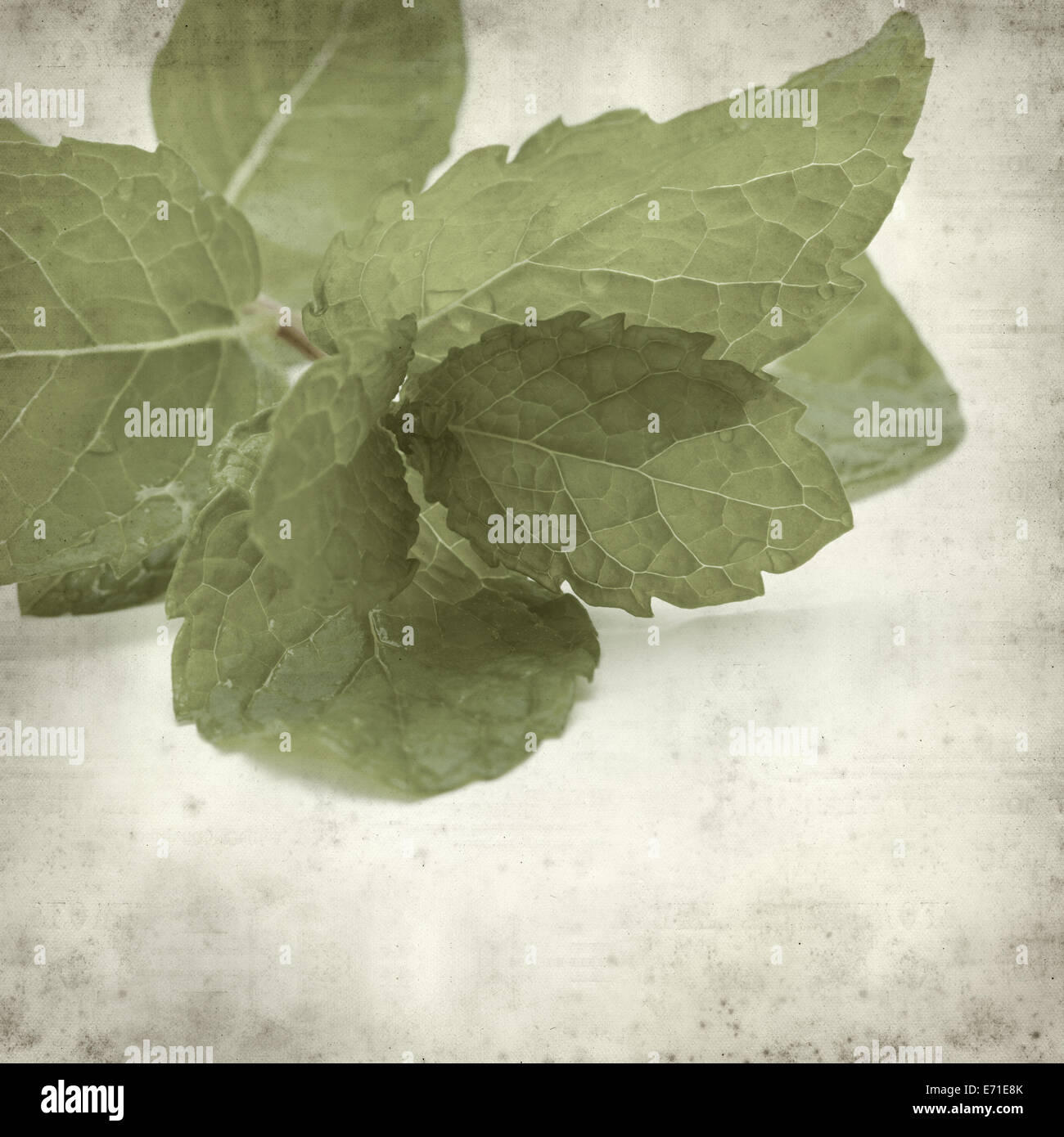 textured old paper background with mint Stock Photo - Alamy