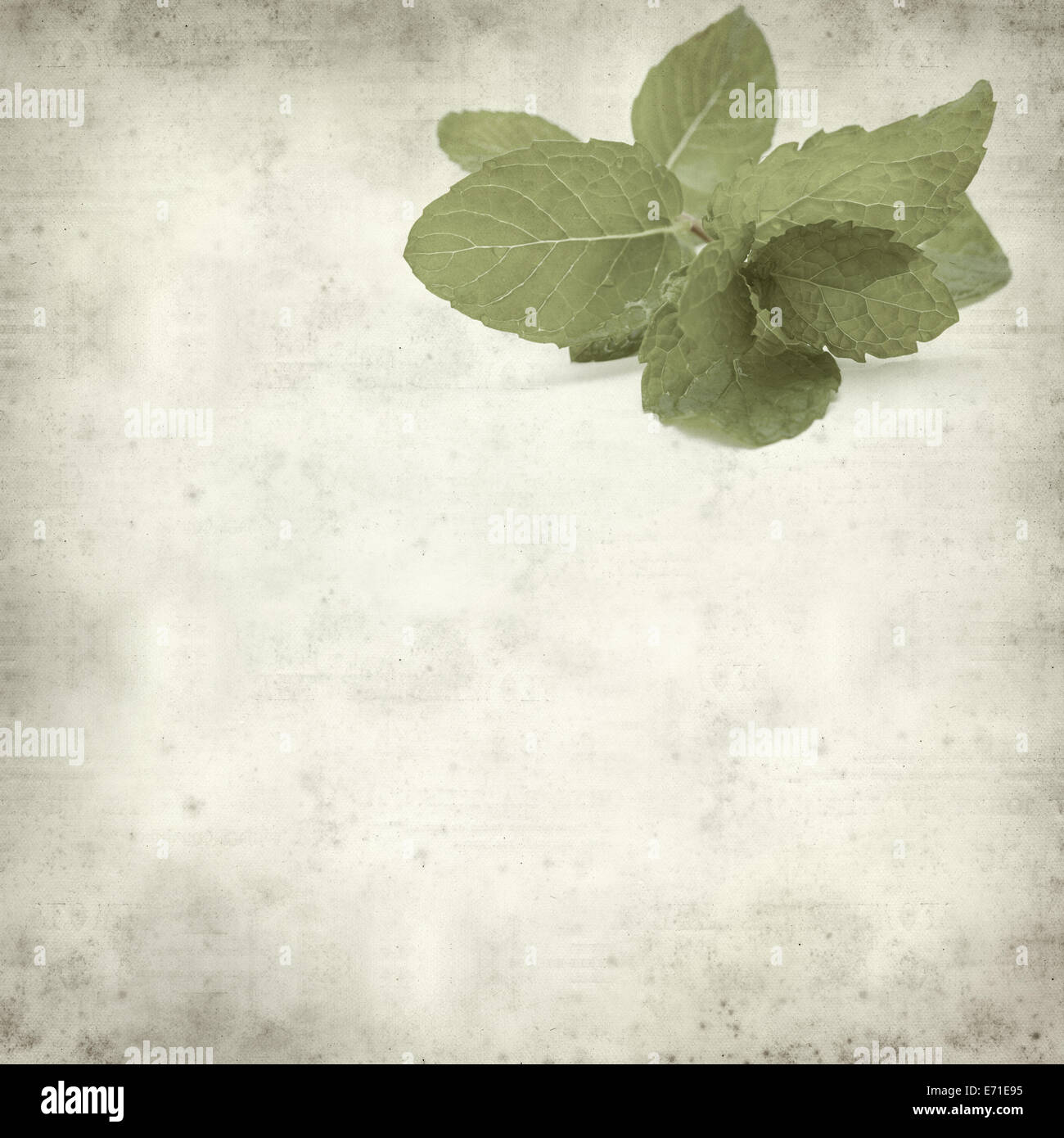 textured old paper background with mint Stock Photo - Alamy