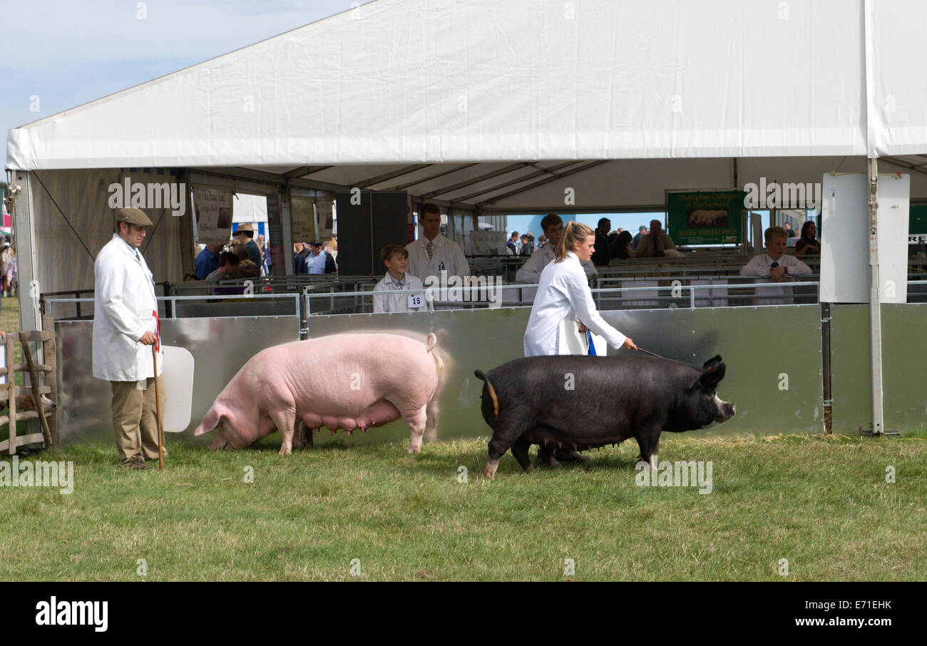 Entrants in the Open Pig class at the Edenbridge and Oxted Agricultural ...