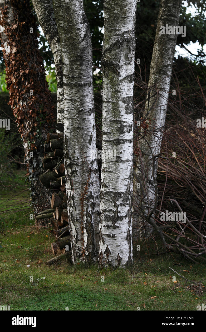 Coppice tree hi-res stock photography and images - Alamy