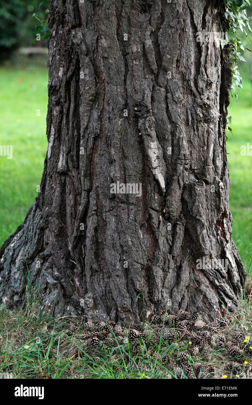Bark conifer pine hi-res stock photography and images - Alamy