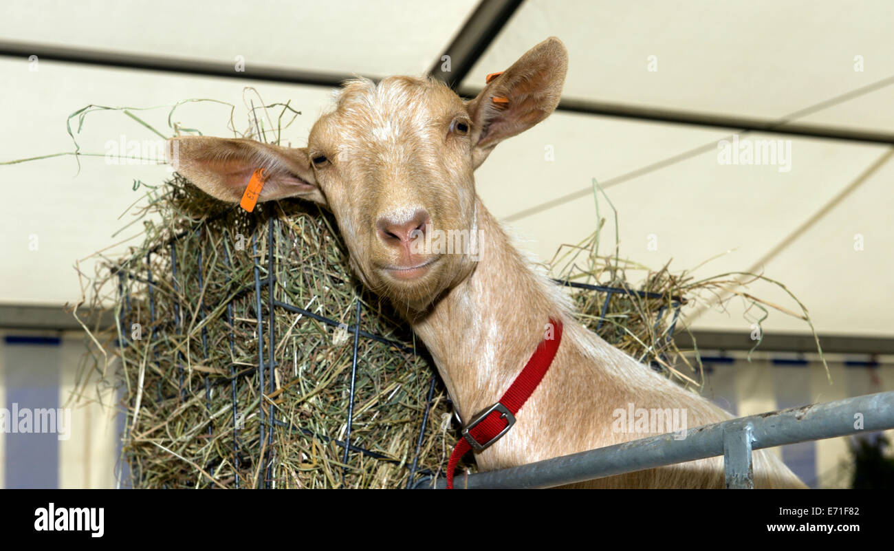 An inquisitive goat waiting its turn in the show ring at the Edenbridge ...