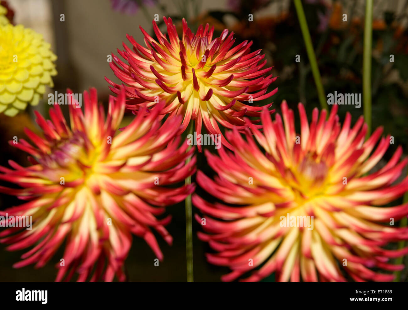 Close up of a miniature flowered cactus dahlia on display at the ...