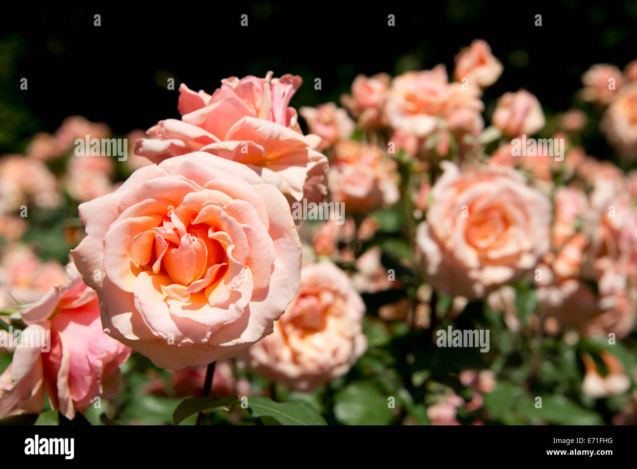 USA, Alabama, Theodore near Mobile. Historic Bellingrath Gardens and ...