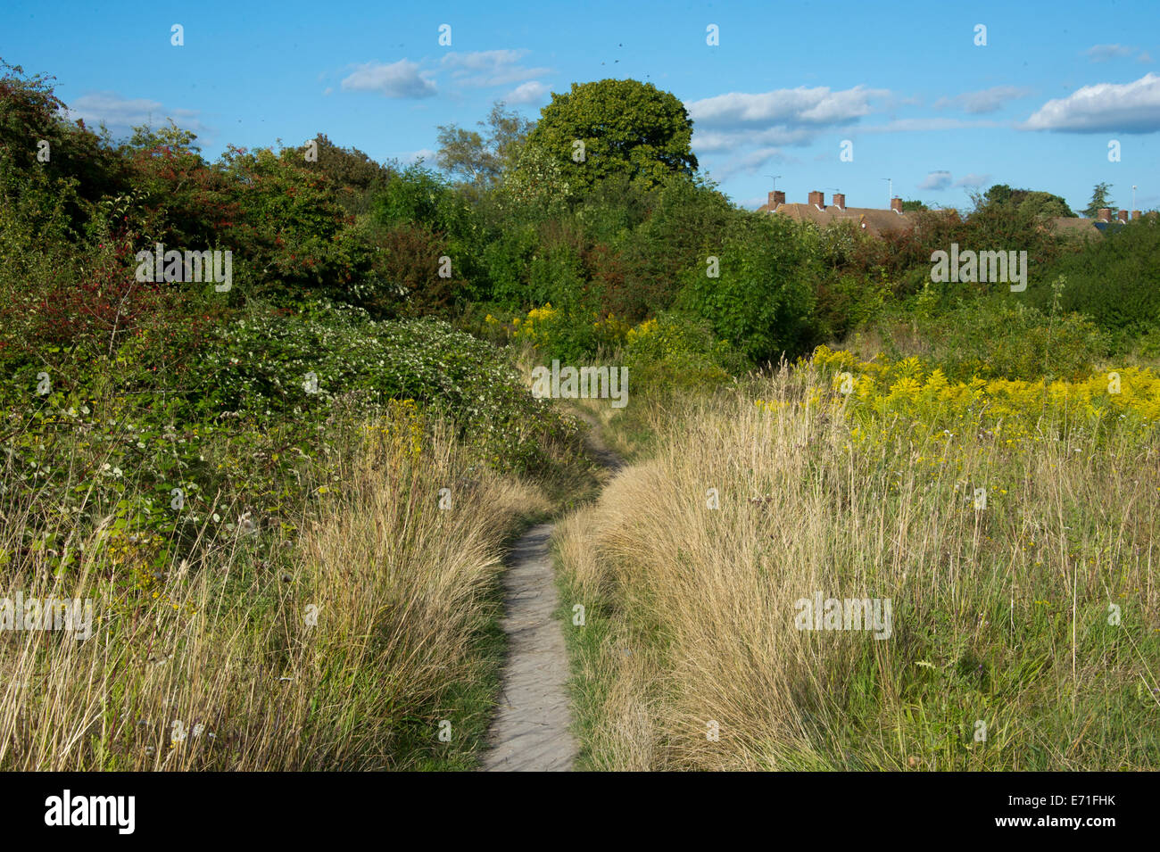 Overgrown footpath hampshire hi-res stock photography and images - Alamy