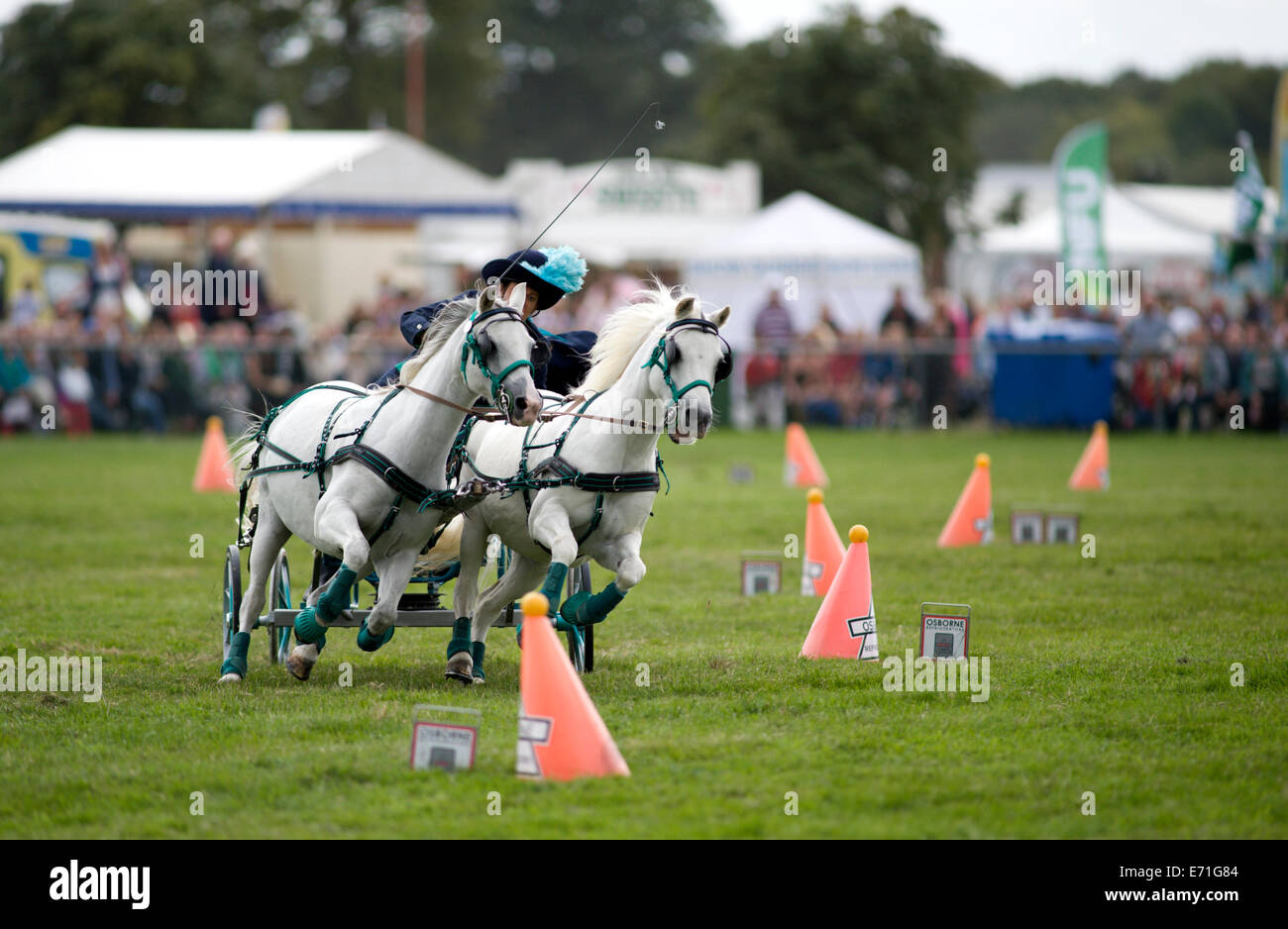 A determined competitor in the double harness scurry driving ...