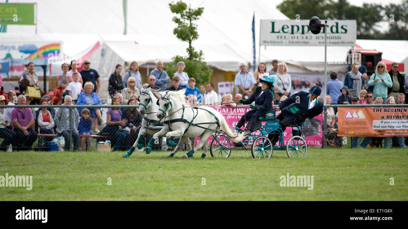 A determined competitor in the double harness scurry driving ...