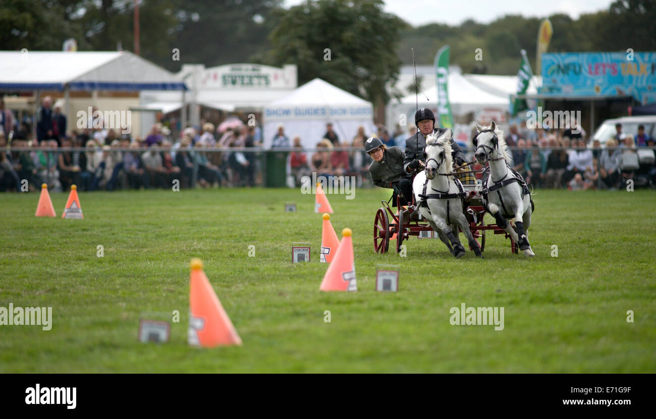 A determined competitor in the double harness scurry driving ...