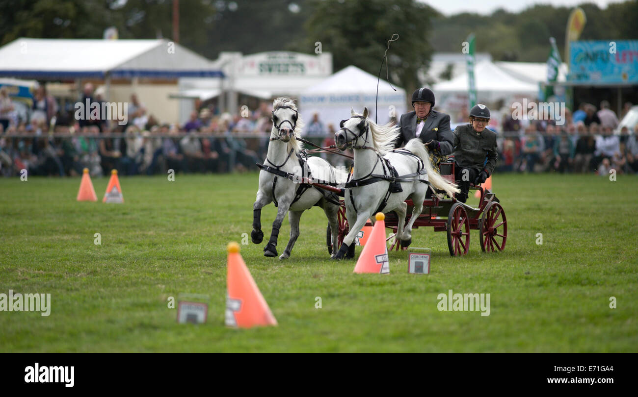 A determined competitor in the double harness scurry driving ...
