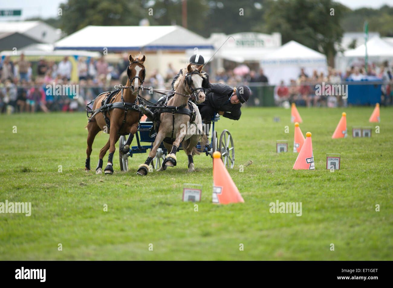 Double harness scurry driving hi-res stock photography and images - Alamy
