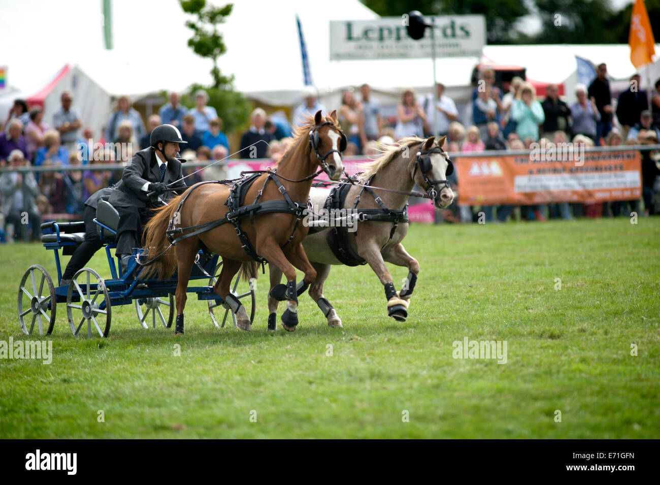 A determined competitor in the double harness scurry driving ...