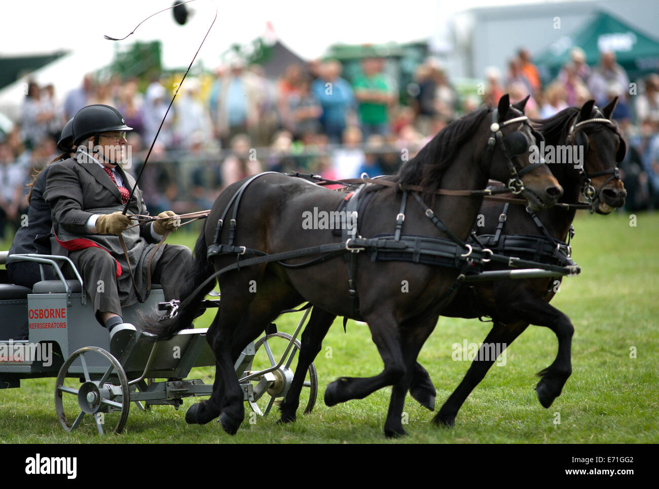 A competitor at the start of the the double harness scurry driving ...