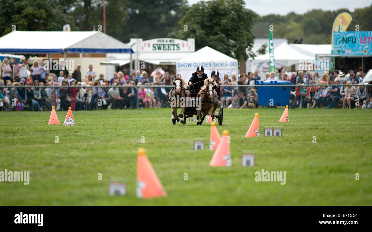 A determined competitor in the double harness scurry driving ...