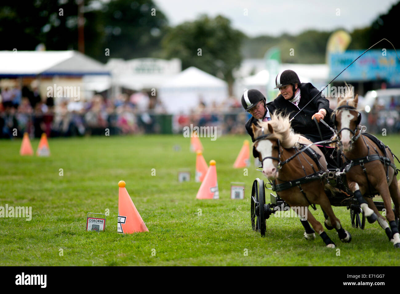 A determined competitor in the double harness scurry driving ...