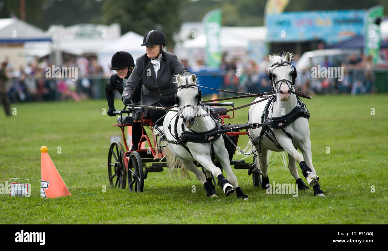 Double harness scurry driving hi-res stock photography and images - Alamy