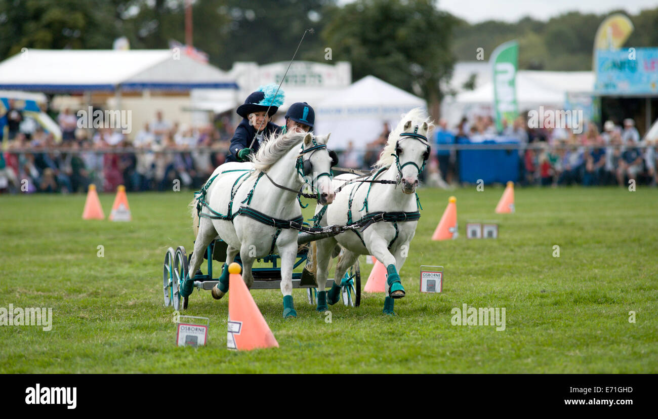 Double harness scurry driving hi-res stock photography and images - Alamy