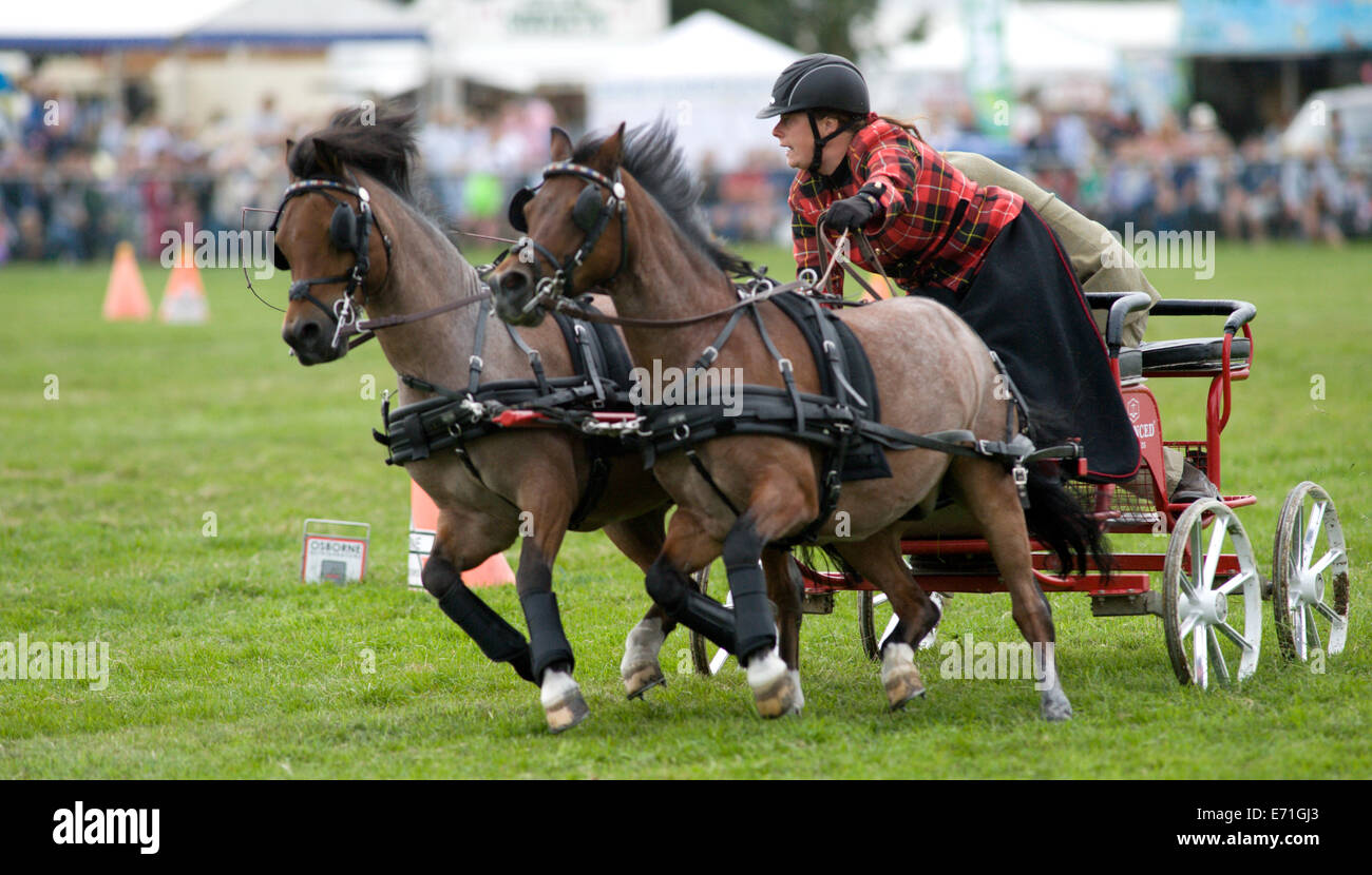 A determined competitor in the double harness scurry driving ...