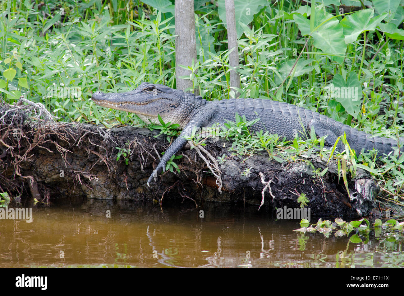 Jean lafitte louisiana hi-res stock photography and images - Alamy