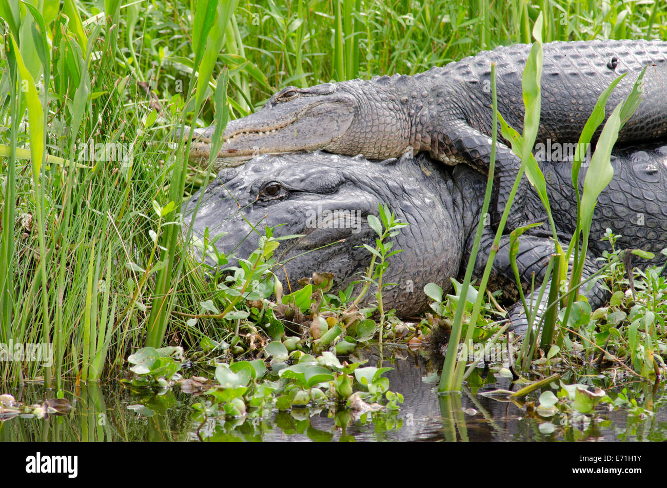 Female american alligator hi-res stock photography and images - Alamy