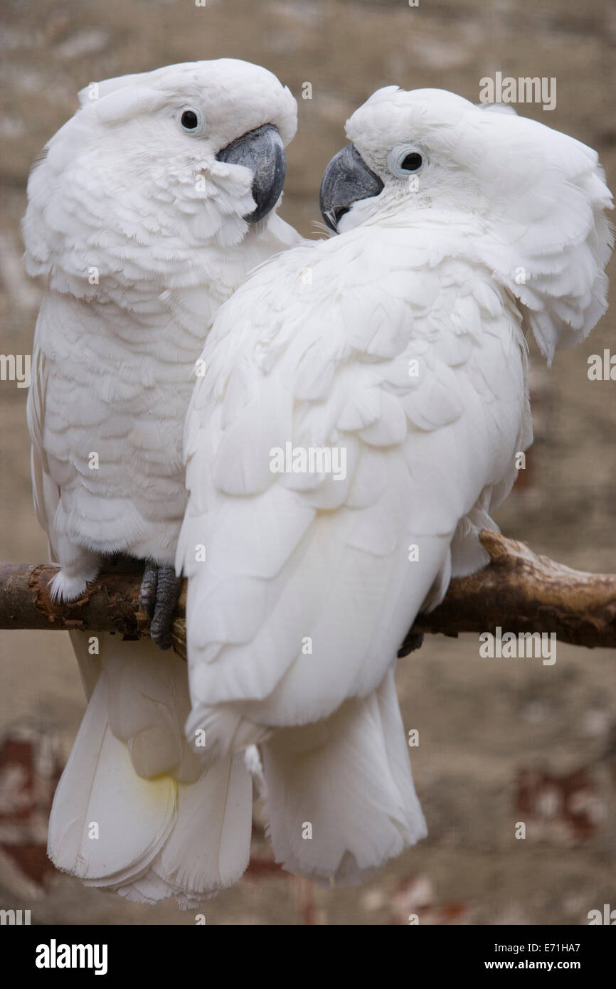 Umbrella or White Cockatoos (Cacatua alba). Pair. Aviary birds. Native ...